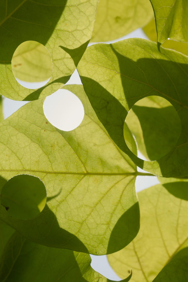 Curator’s Corner: Bridge Projects, Los Angeles - Image Journal