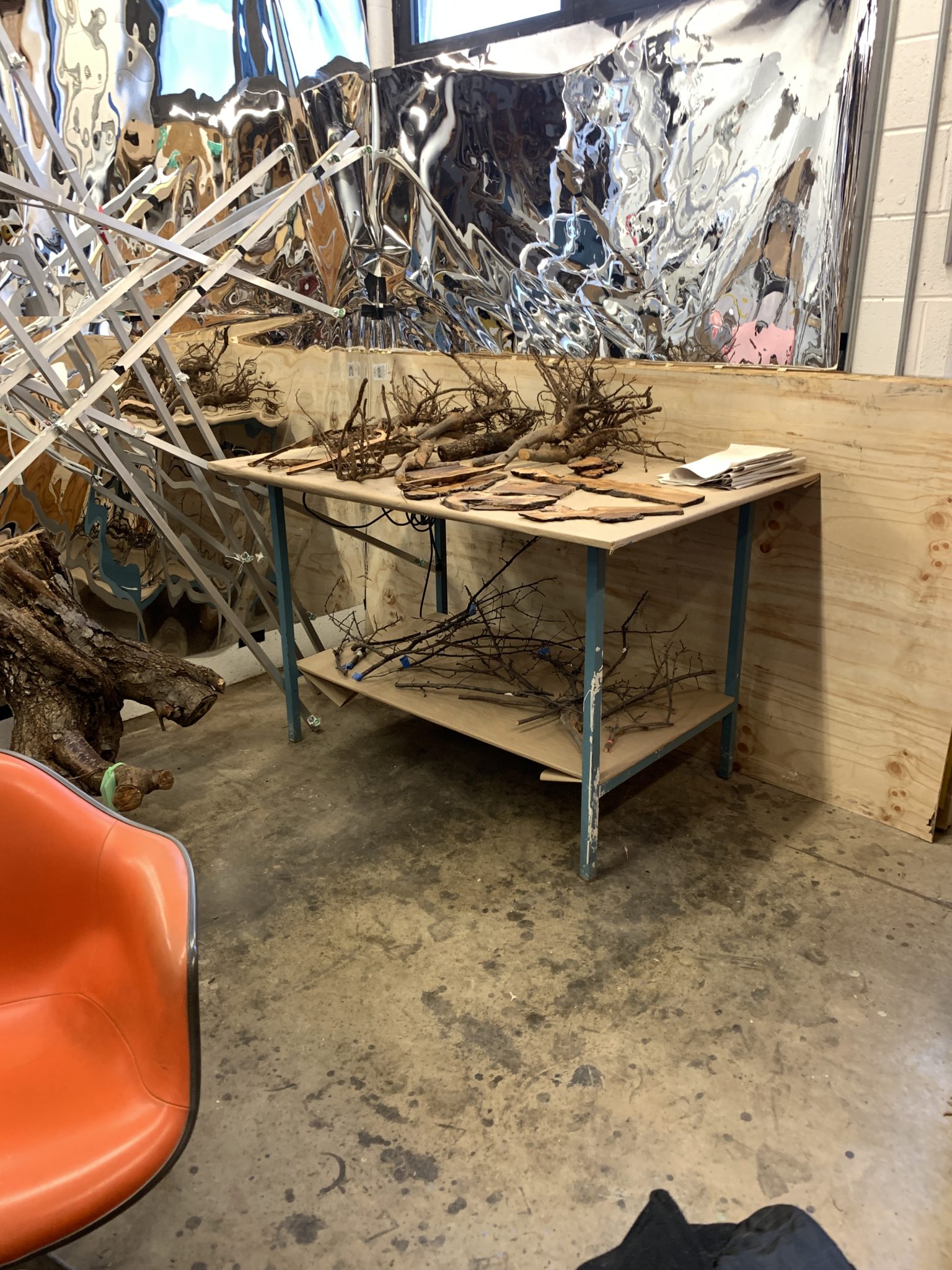 week 5 Graft Cross Sections - Image Journal