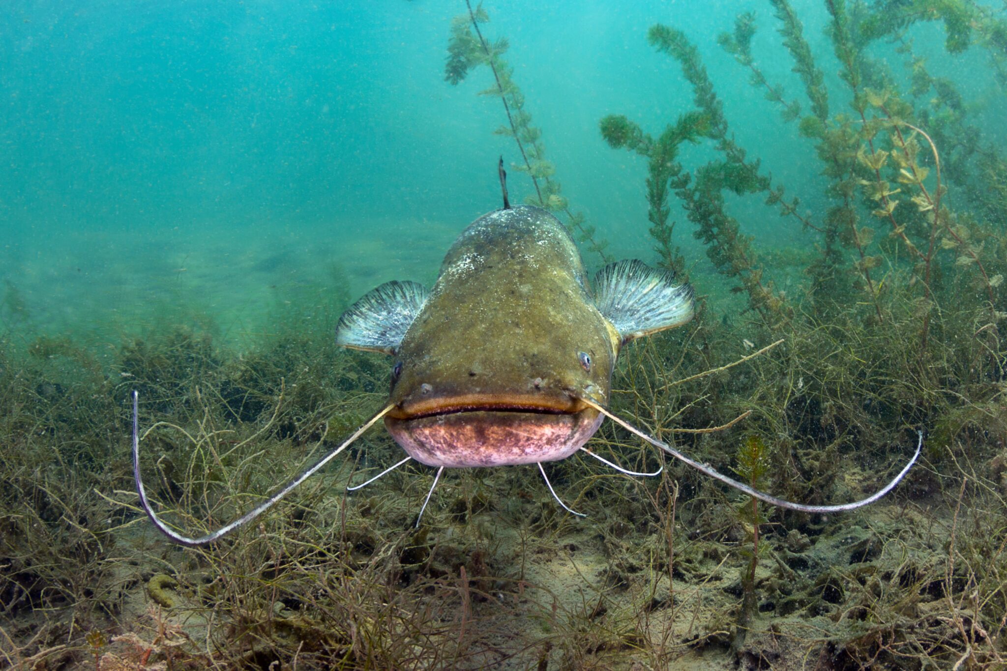 Introduce A Catfish Image Journal Introduce A Catfish Image Journal