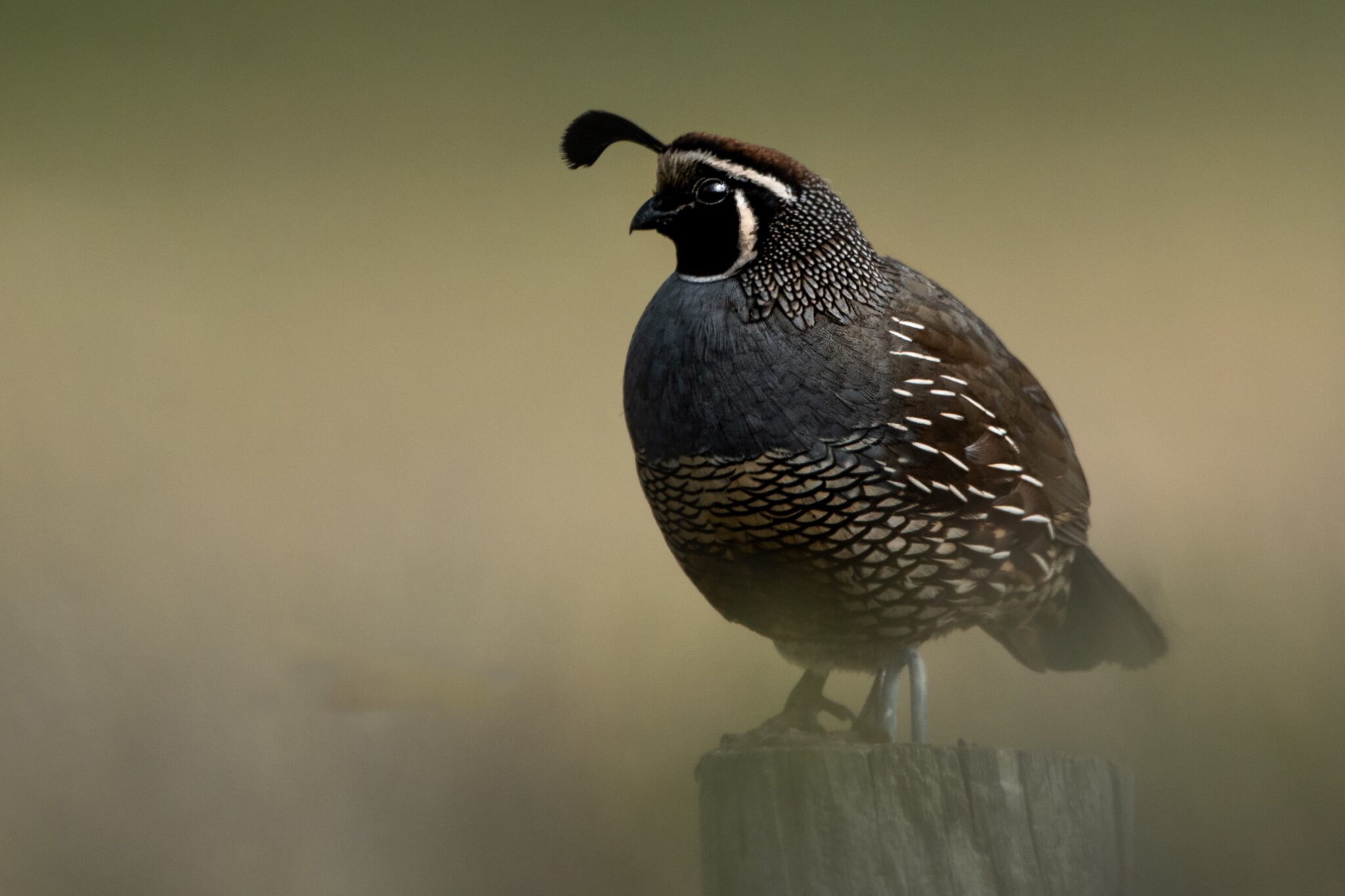 Quail - Image Journal