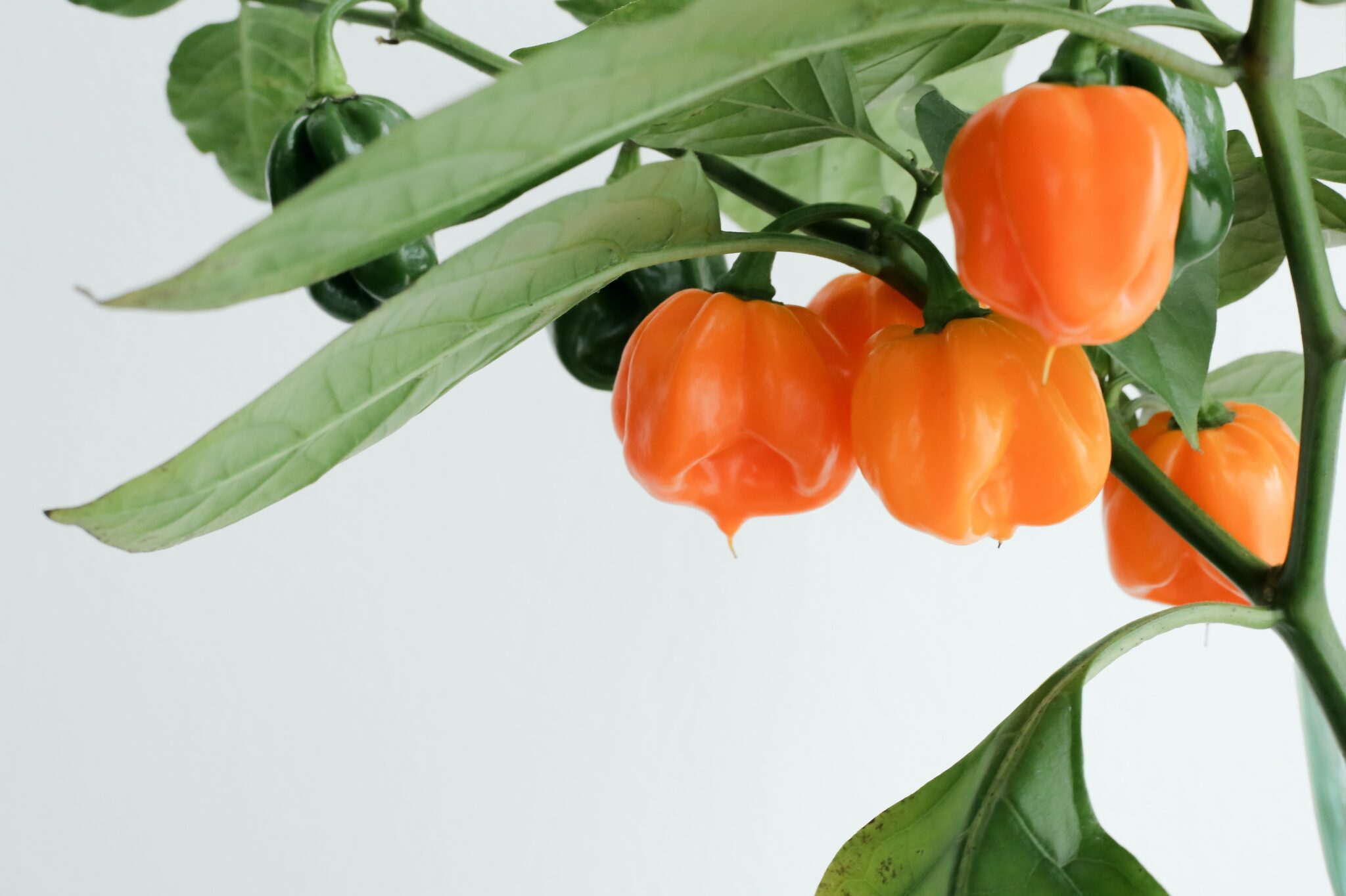 The Patron Saint of Capsaicin - Image Journal